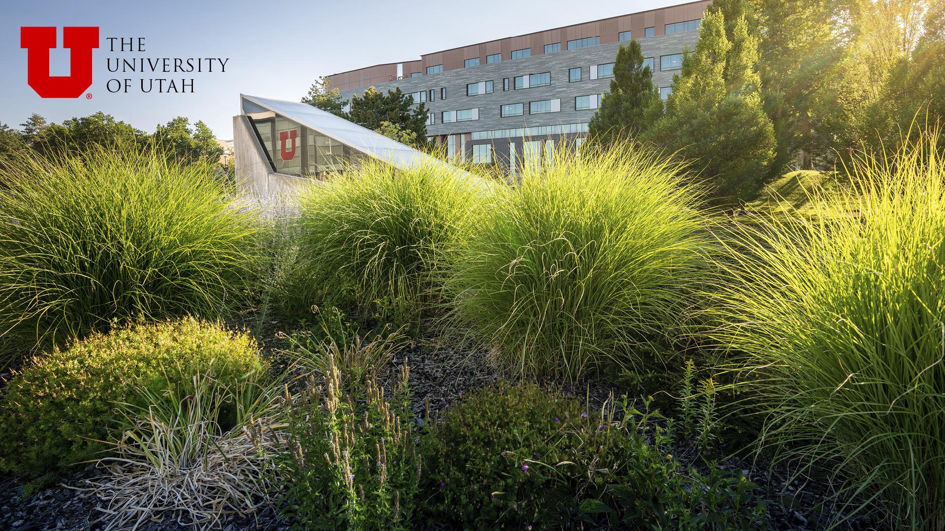 University of Utah Logo Wallpapers - Top Free University of Utah Logo Backgrounds - WallpaperAccess