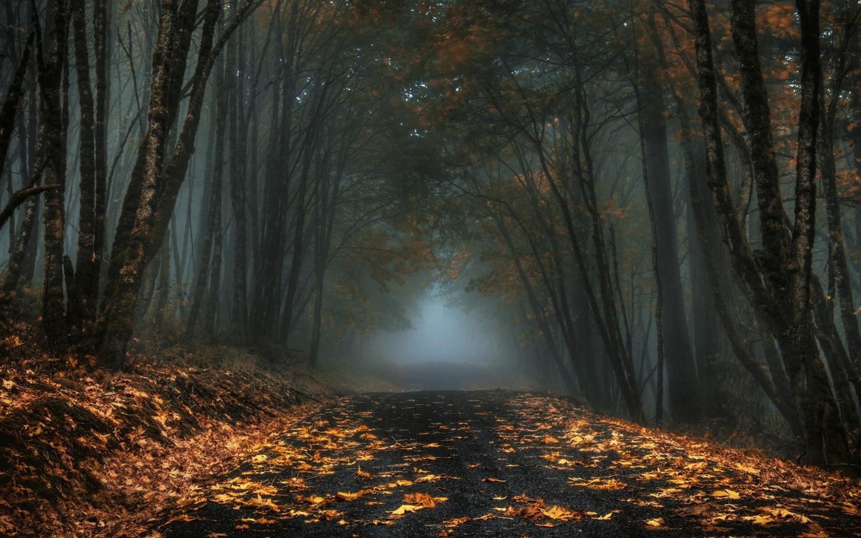 Fog Autumn Wallpapers - Top Free Fog Autumn Backgrounds - WallpaperAccess