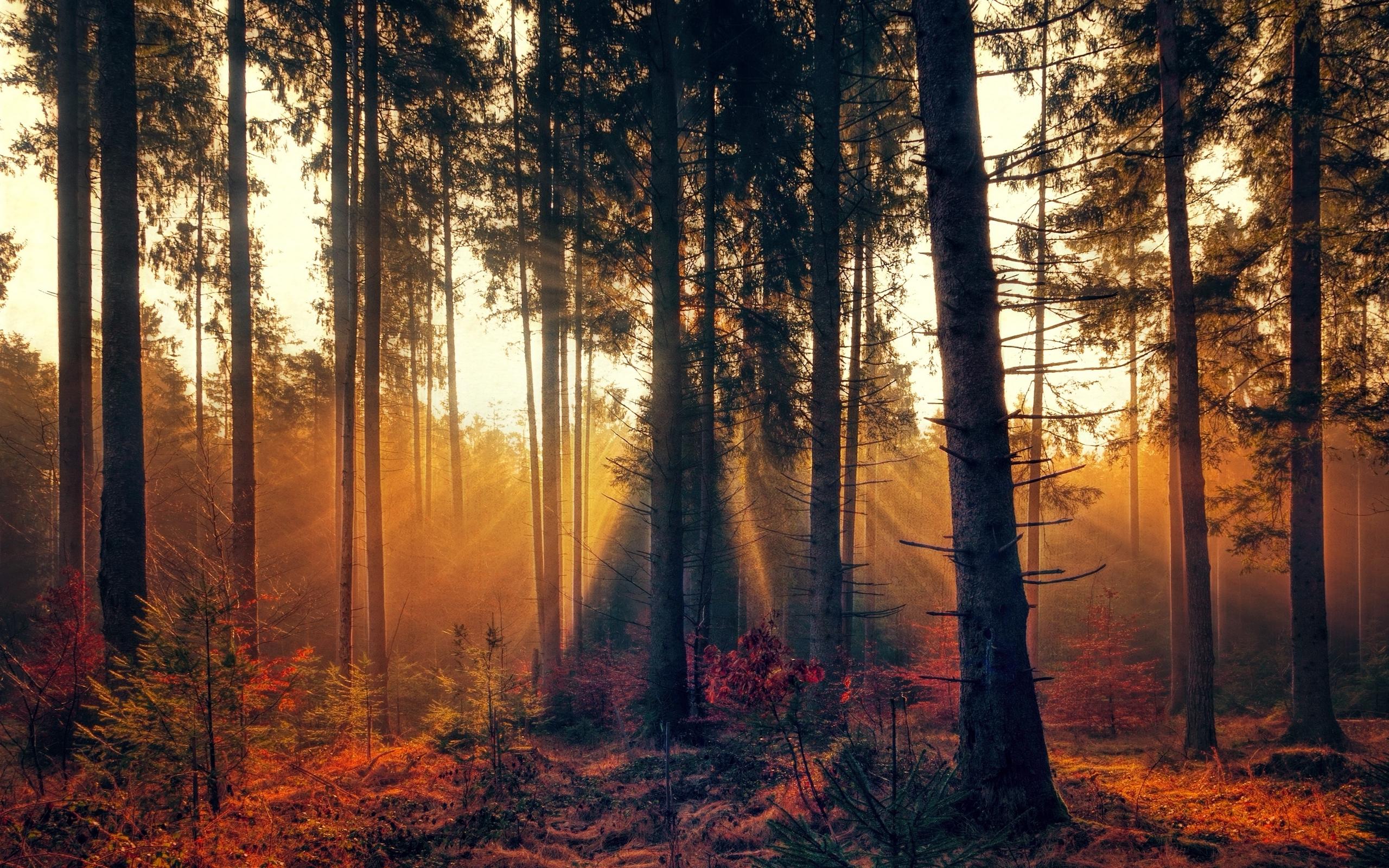 Fog Autumn Wallpapers - Top Free Fog Autumn Backgrounds - WallpaperAccess