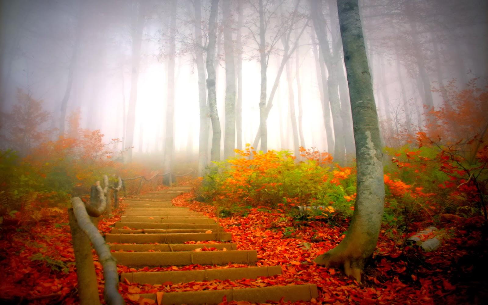 Fog Autumn Wallpapers - Top Free Fog Autumn Backgrounds - WallpaperAccess