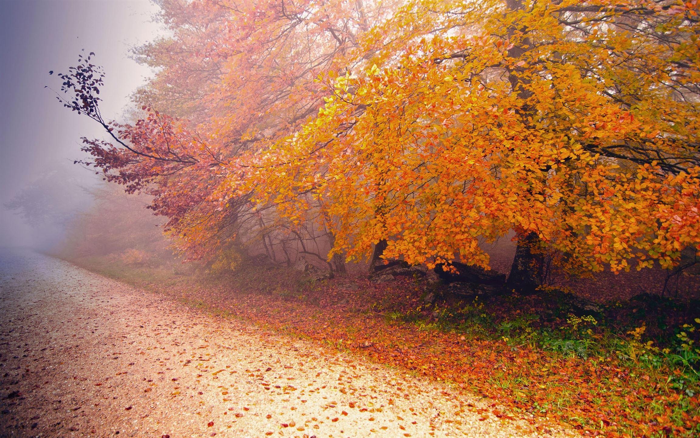 Fog Autumn Wallpapers - Top Free Fog Autumn Backgrounds - WallpaperAccess