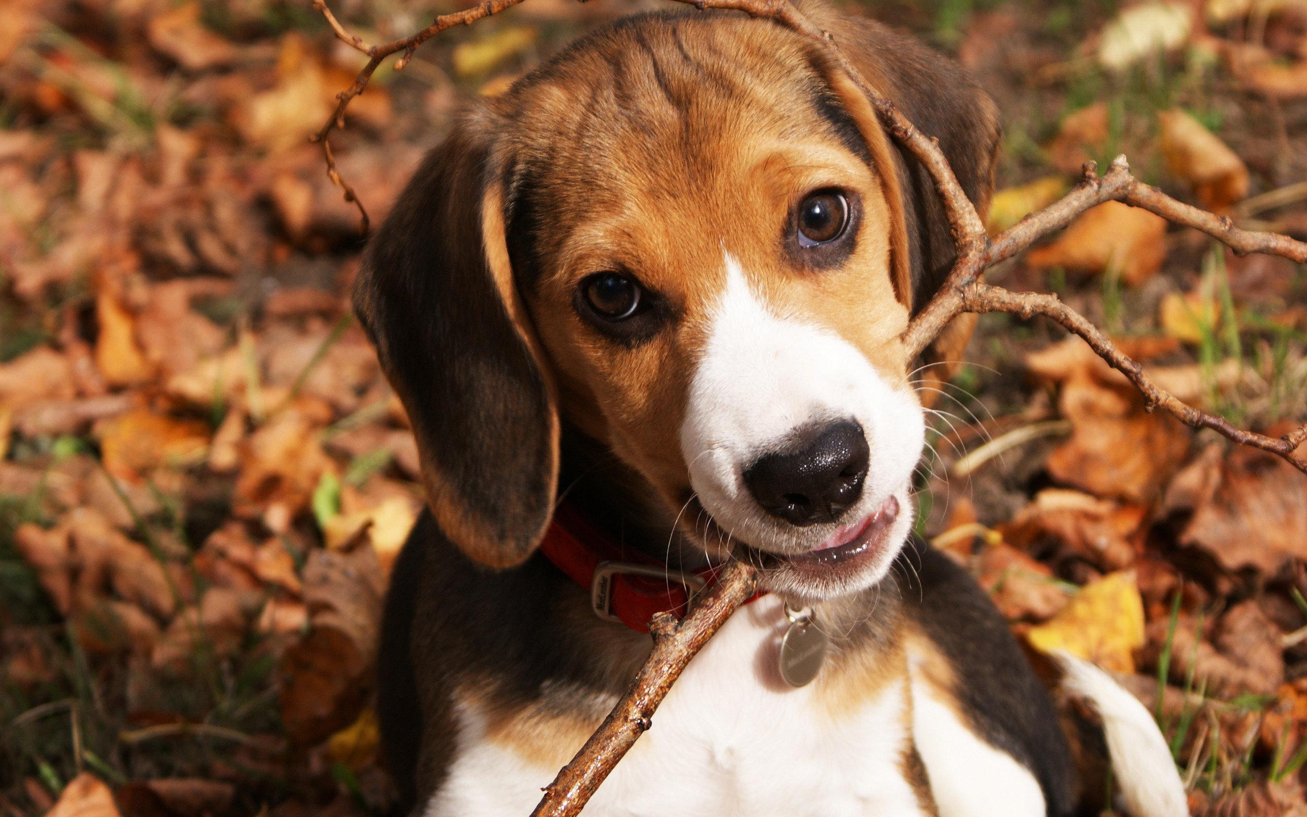 Christmas Beagle Wallpapers - Top Free Christmas Beagle Backgrounds ...