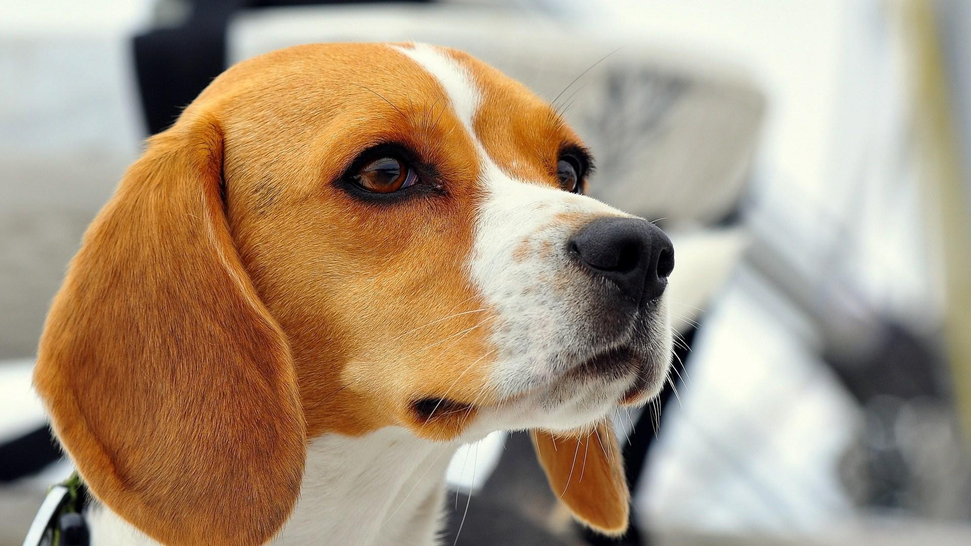 Christmas Beagle Wallpapers - Top Free Christmas Beagle Backgrounds ...