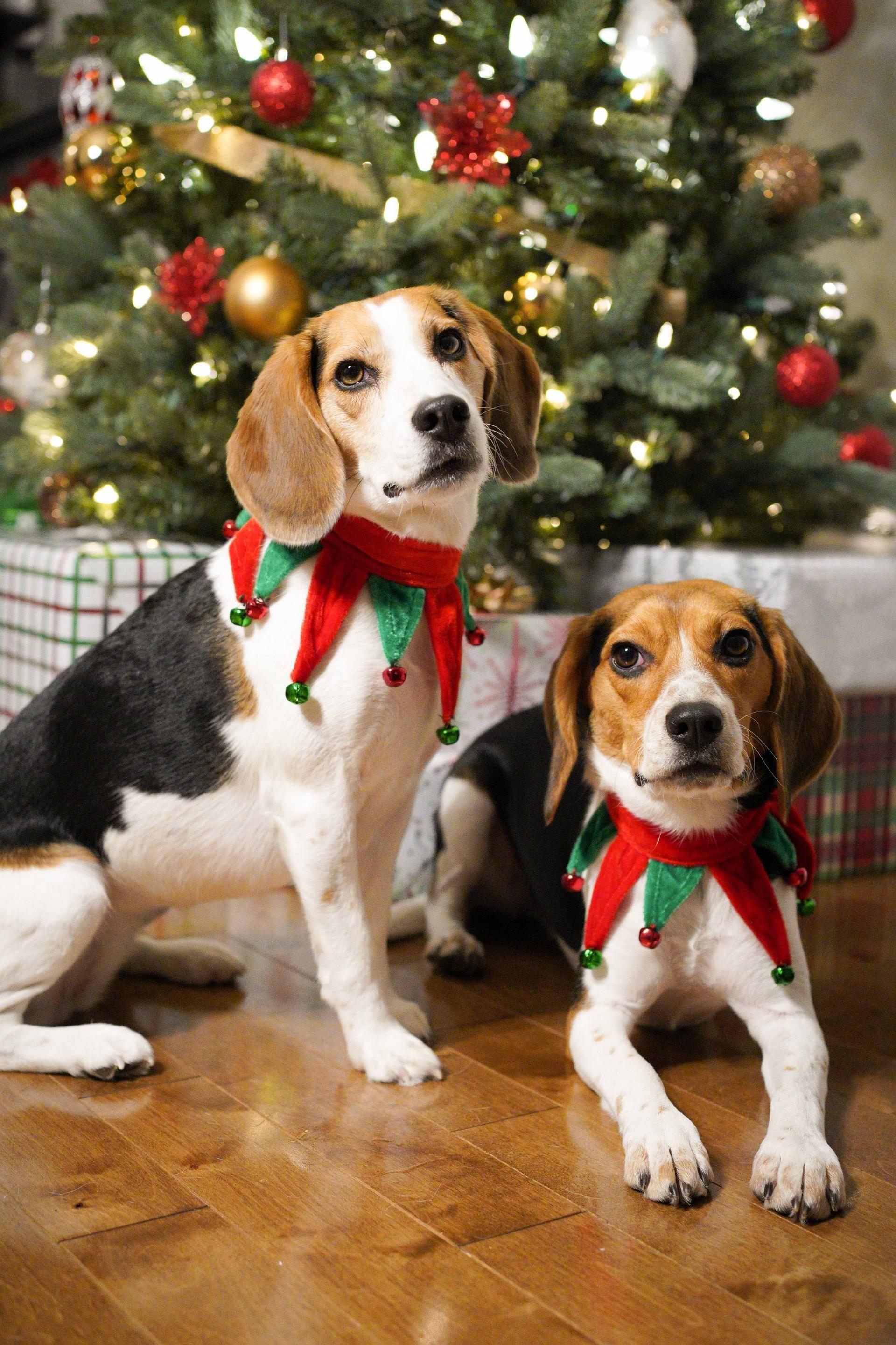 Christmas Beagle Wallpapers - Top Free Christmas Beagle Backgrounds ...