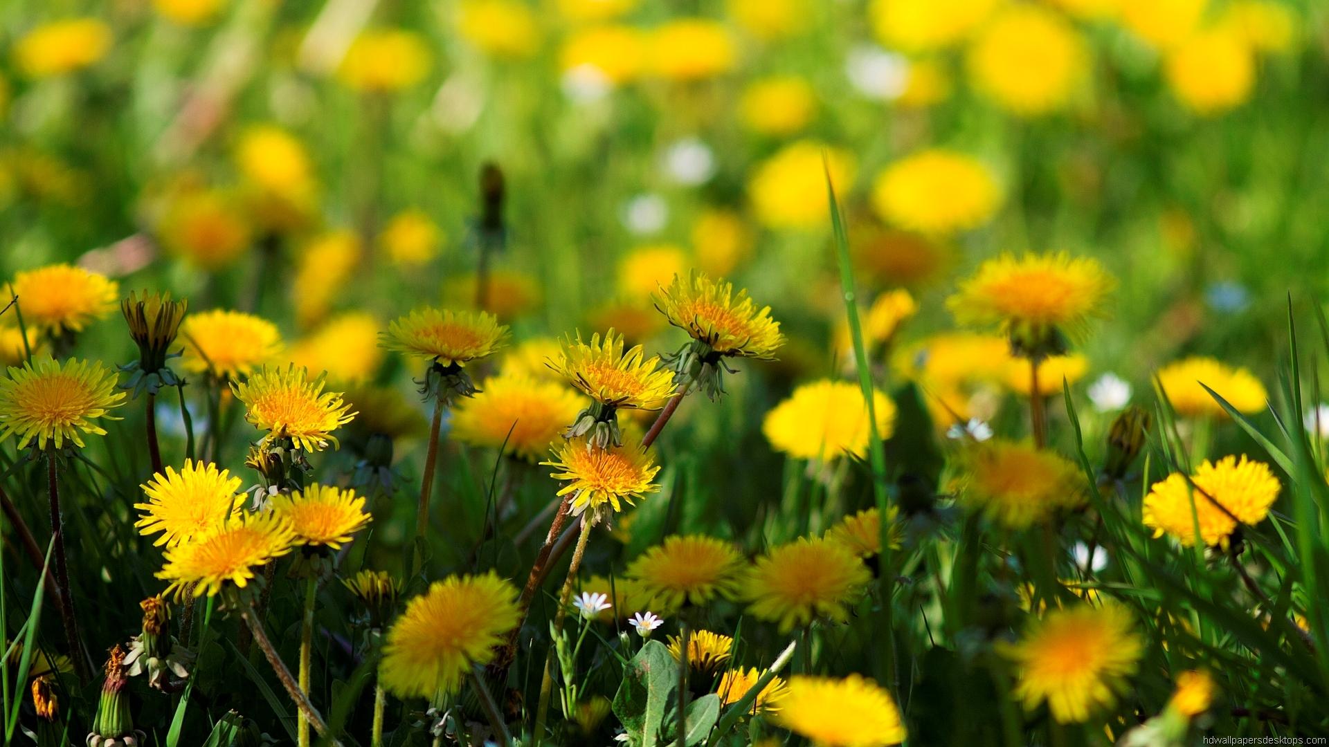 HD Wide Wallpapers - Top Free HD Wide Backgrounds - WallpaperAccess