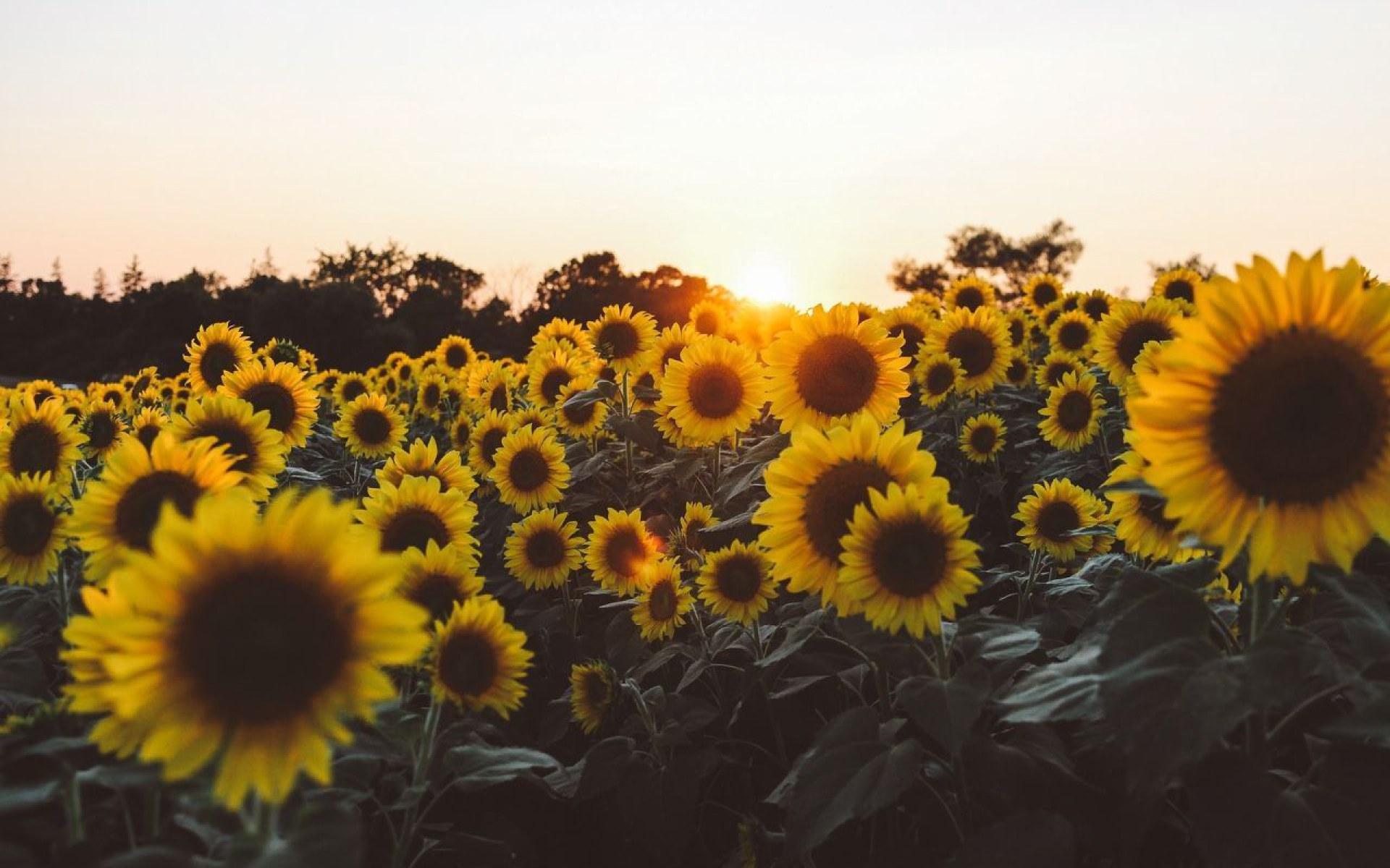 Yellow Chill Aesthetic Wallpapers - Top Free Yellow Chill Aesthetic ...