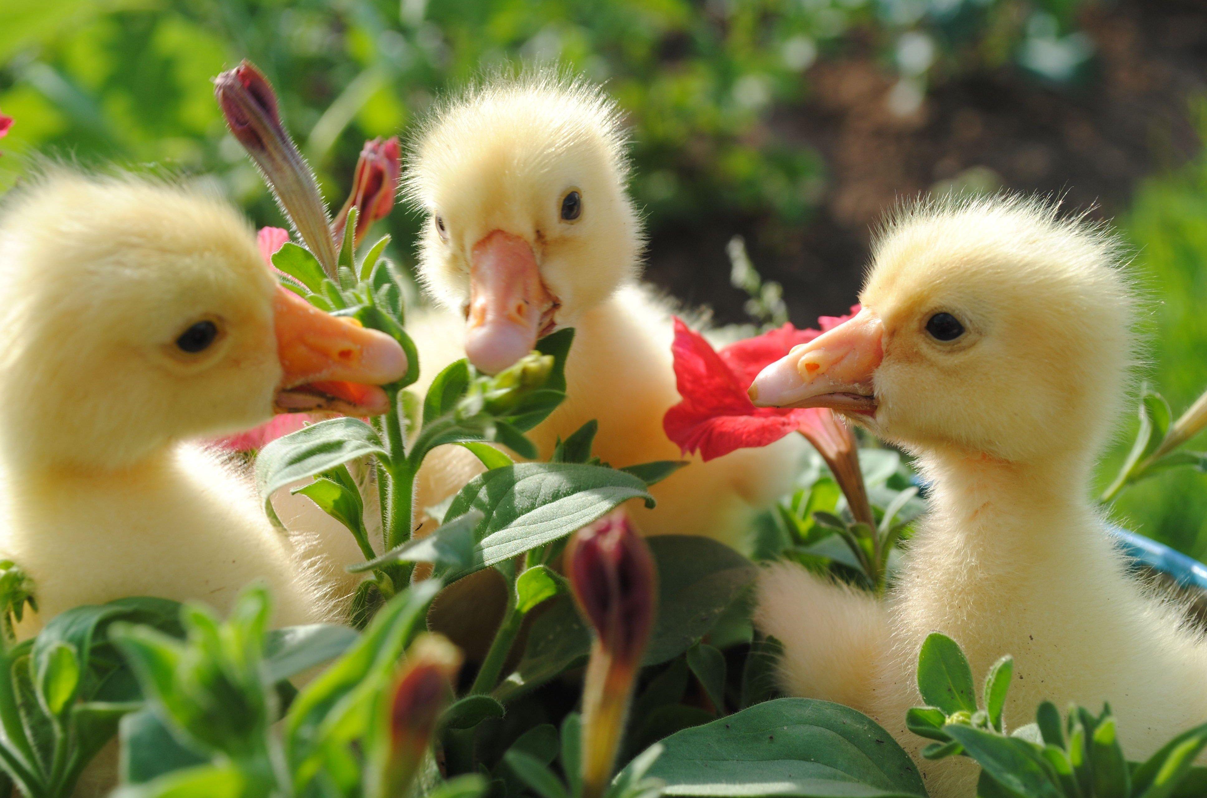 Cute Duck Computer Wallpapers - Top Free Cute Duck Computer Backgrounds ...