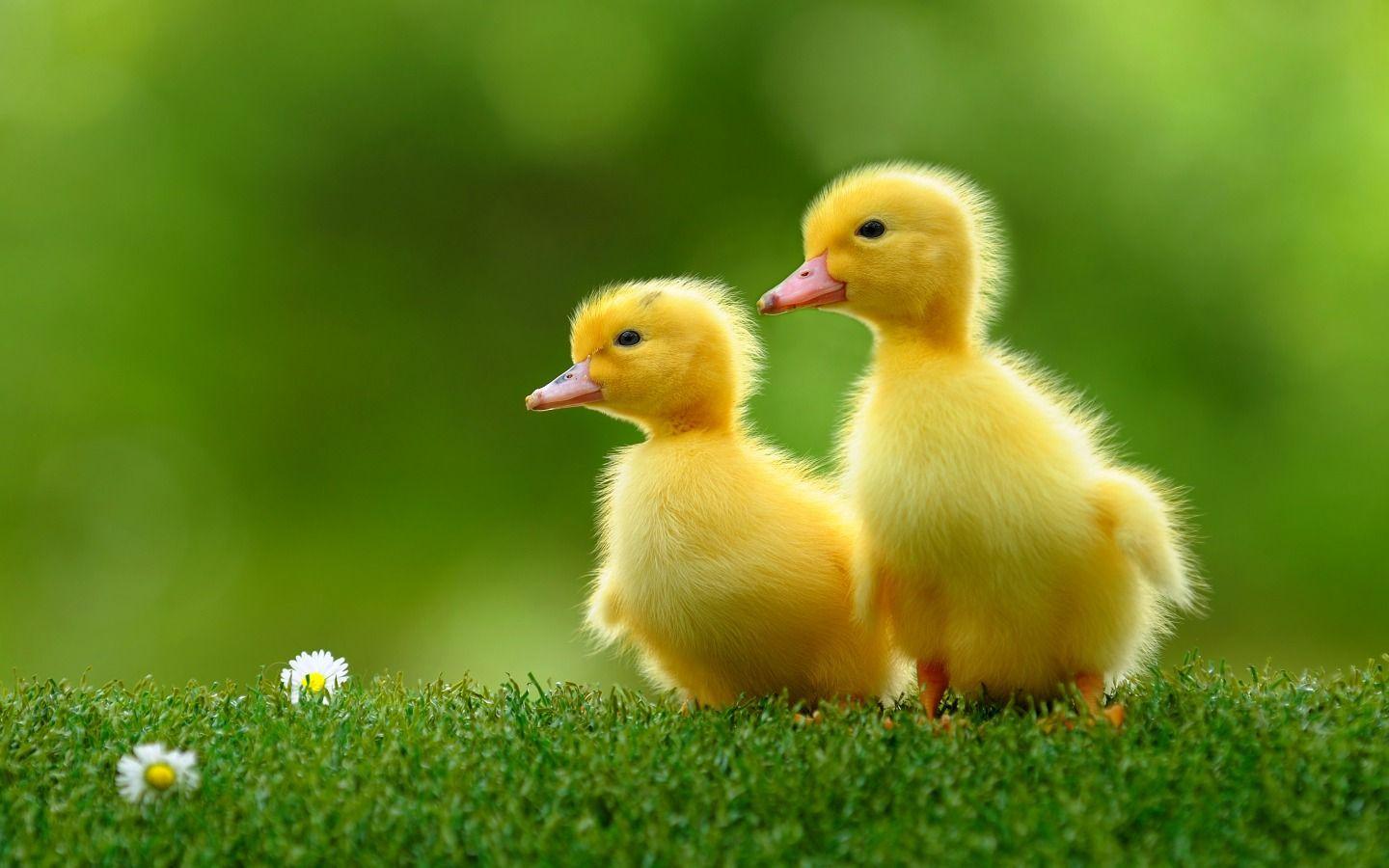Cute Duck Computer Wallpapers - Top Free Cute Duck Computer Backgrounds ...