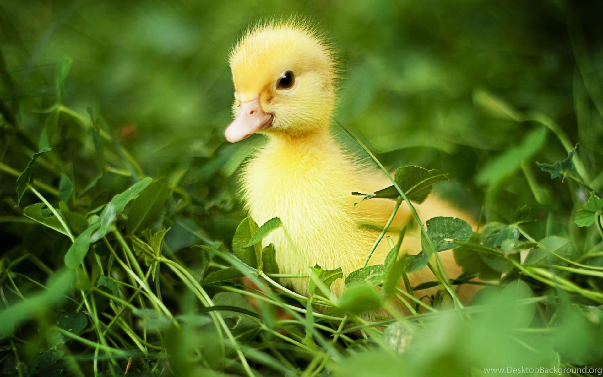 Cute Duck Computer Wallpapers - Top Free Cute Duck Computer Backgrounds ...