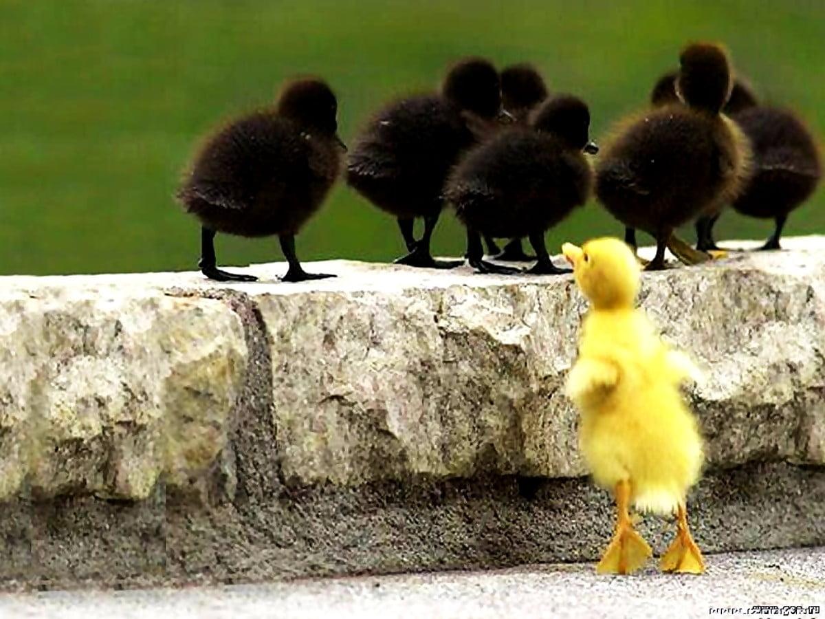 Cute Duck Computer Wallpapers - Top Free Cute Duck Computer Backgrounds ...
