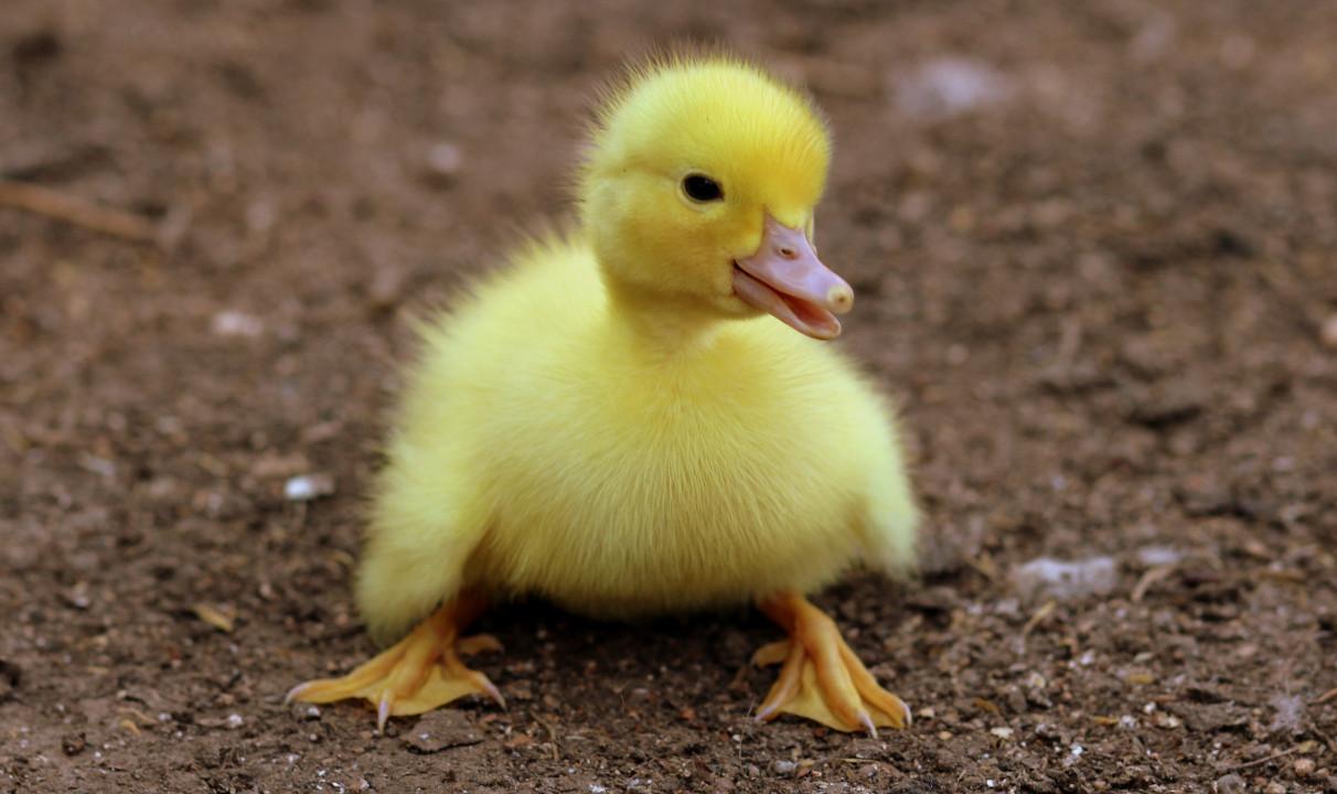 Cute Duck Computer Wallpapers - Top Free Cute Duck Computer Backgrounds ...