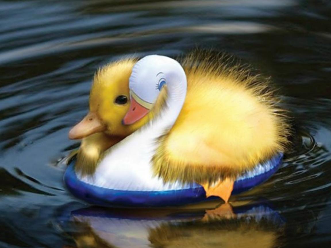 Cute Duck Computer Wallpapers - Top Free Cute Duck Computer Backgrounds ...