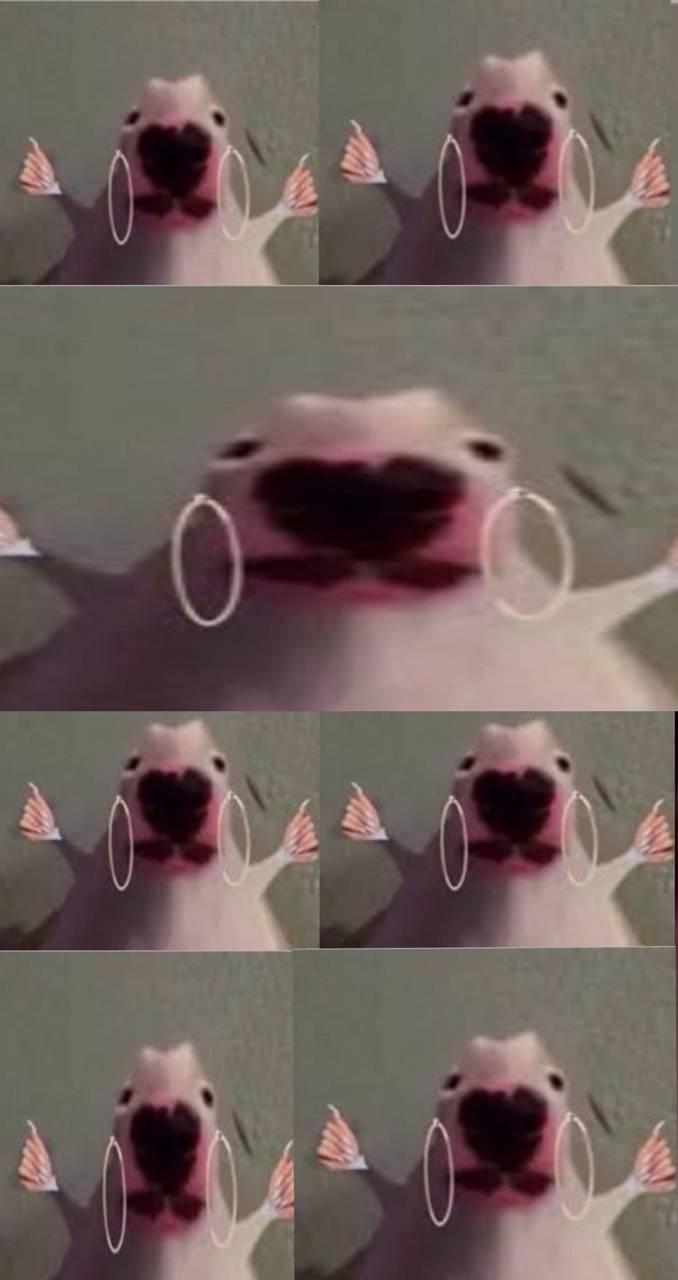 Doggo Meme Wallpapers - Top Free Doggo Meme Backgrounds - WallpaperAccess