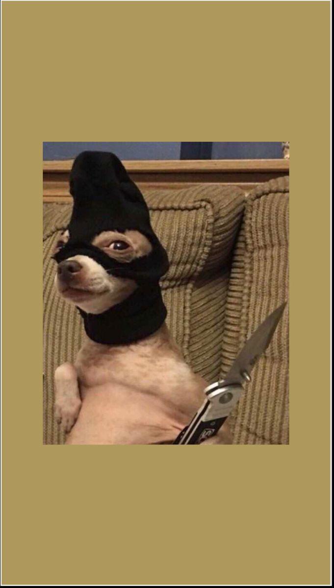 Doggo Meme Wallpapers - Top Free Doggo Meme Backgrounds - WallpaperAccess