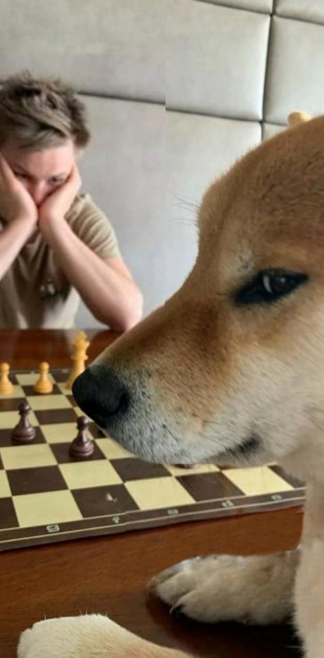 Doggo Meme Wallpapers - Top Free Doggo Meme Backgrounds - WallpaperAccess