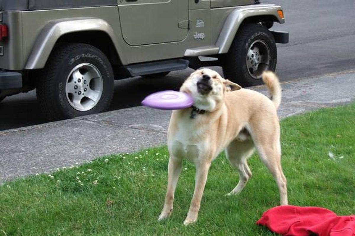 Doggo Meme Wallpapers - Top Free Doggo Meme Backgrounds - WallpaperAccess