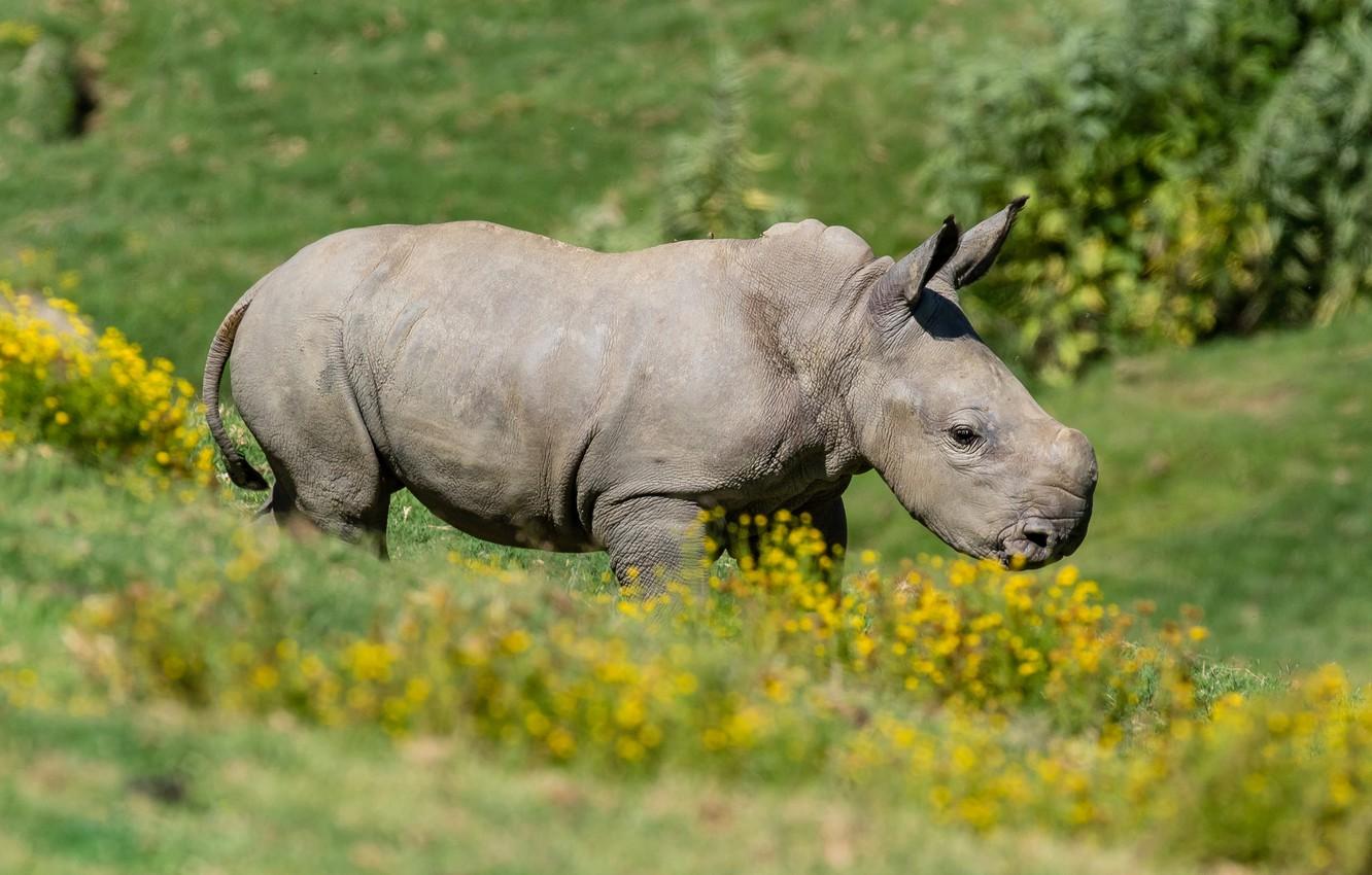 Baby Rhinoceros Wallpapers - Top Free Baby Rhinoceros Backgrounds ...