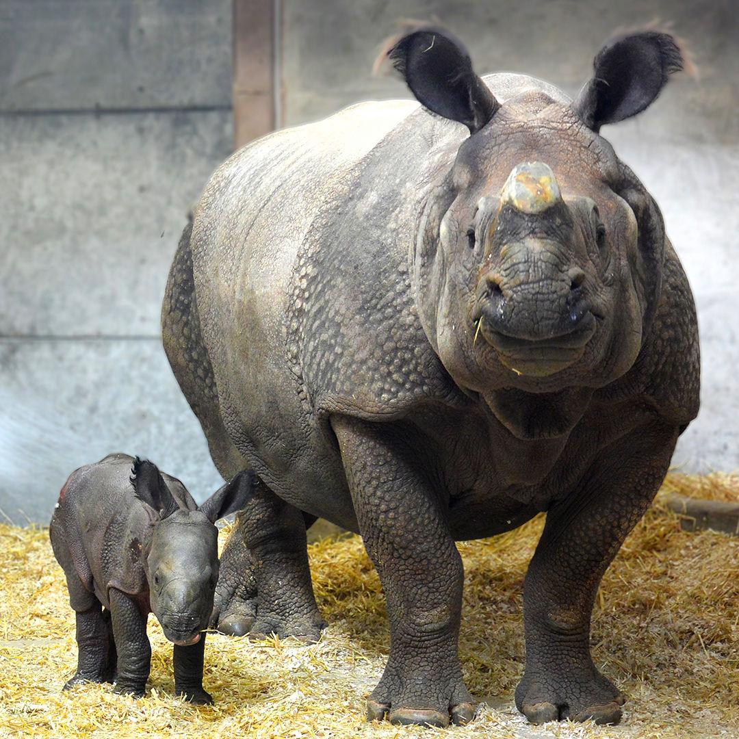 Baby Rhinoceros Wallpapers - Top Free Baby Rhinoceros Backgrounds ...