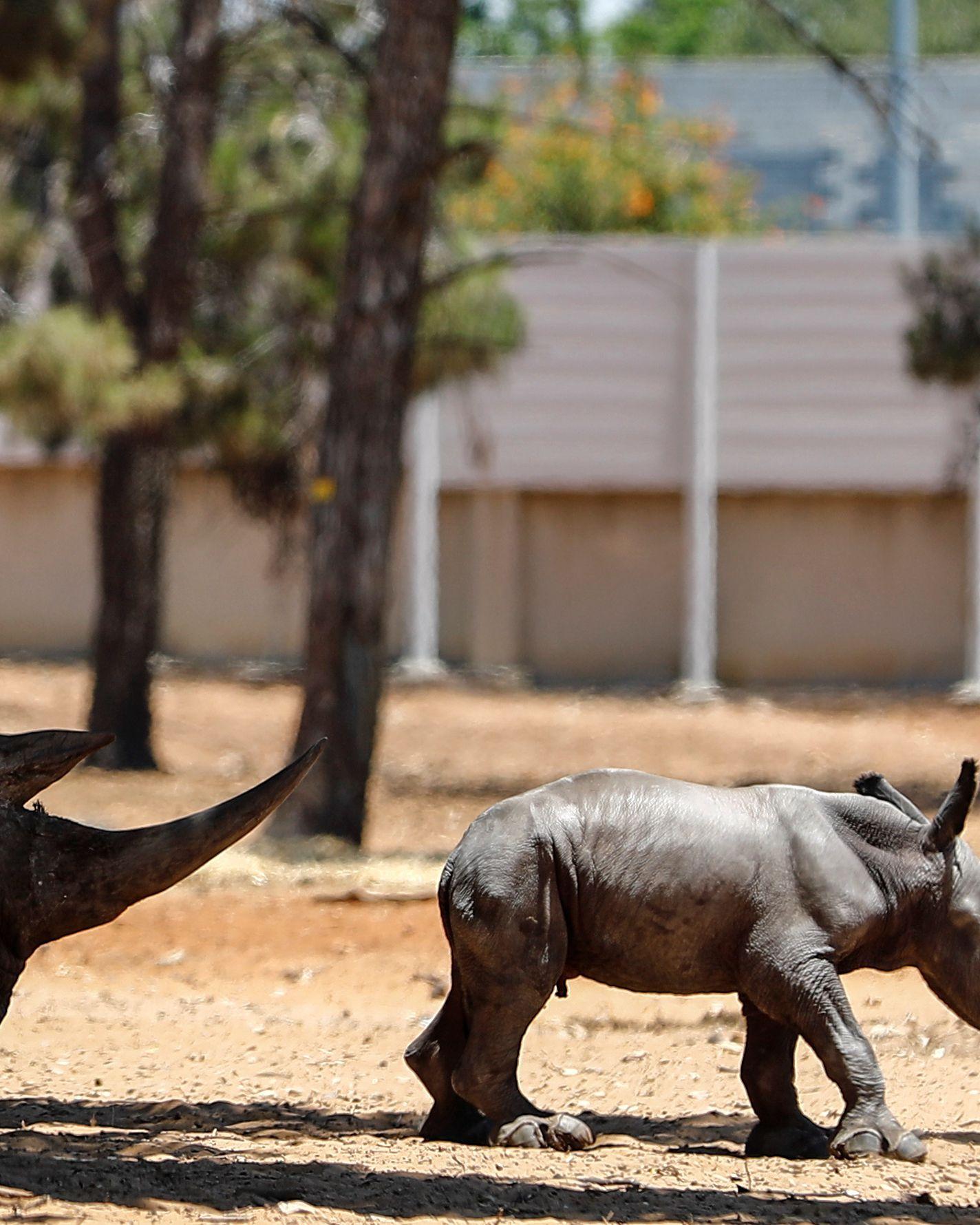 Baby Rhinoceros Wallpapers - Top Free Baby Rhinoceros Backgrounds ...