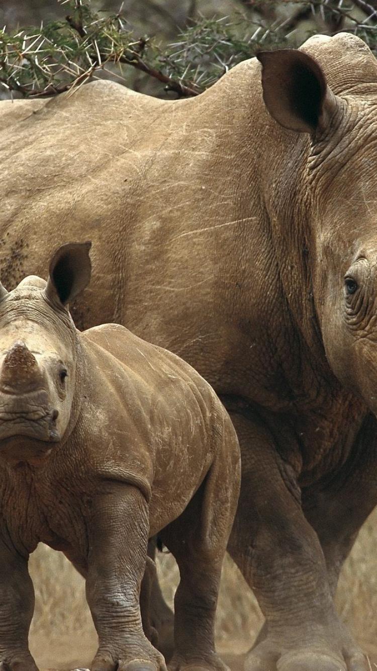 Baby Rhinoceros Wallpapers - Top Free Baby Rhinoceros Backgrounds ...