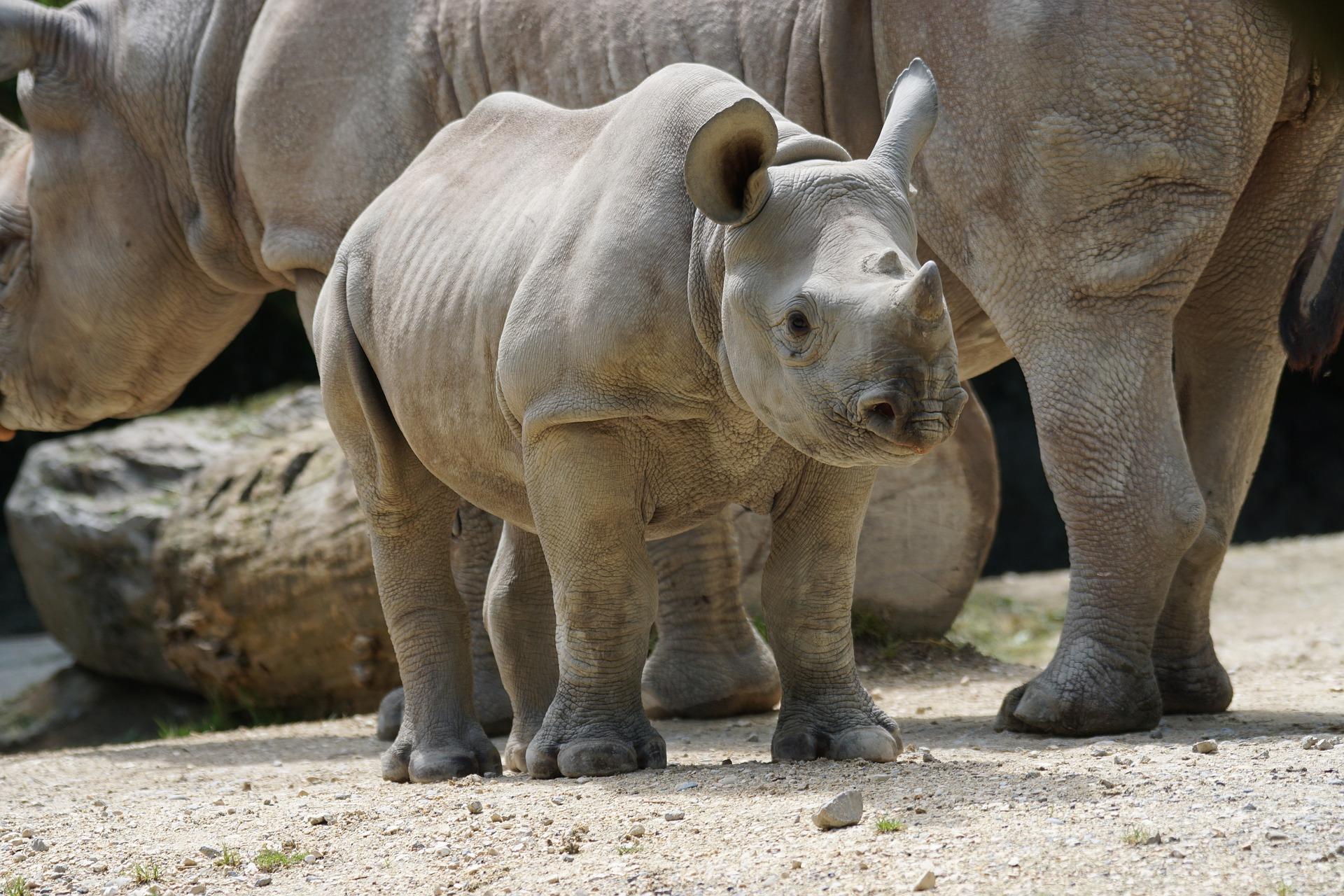 Baby Rhinoceros Wallpapers - Top Free Baby Rhinoceros Backgrounds ...