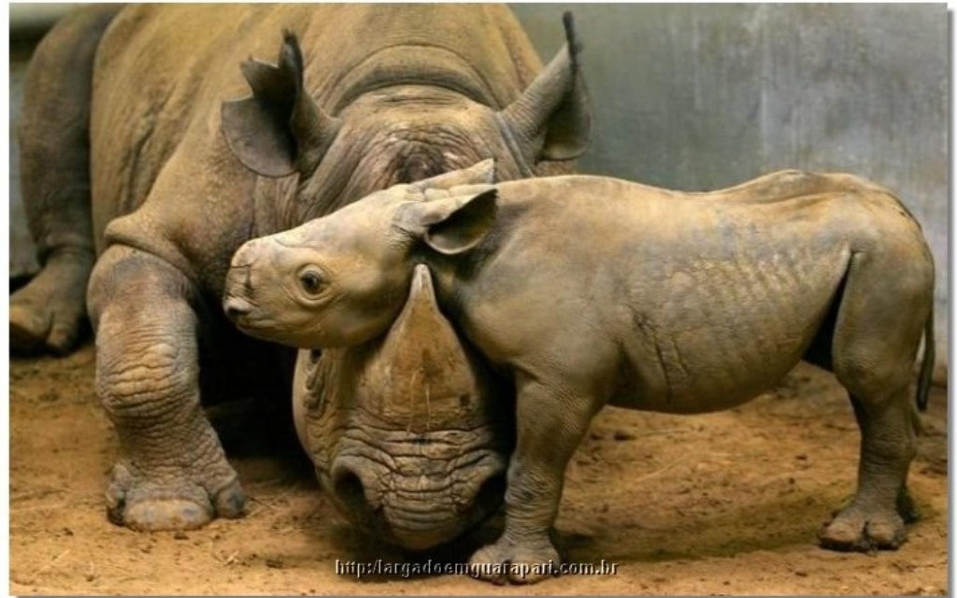 Baby Rhinoceros Wallpapers - Top Free Baby Rhinoceros Backgrounds ...