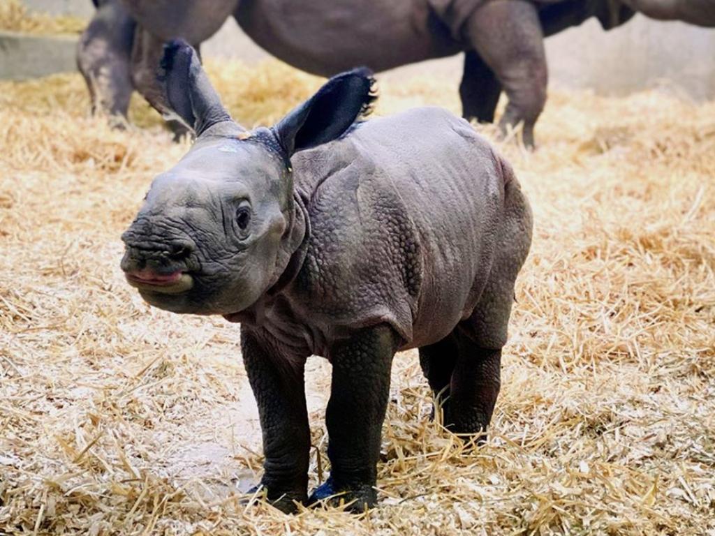 Baby Rhinoceros Wallpapers - Top Free Baby Rhinoceros Backgrounds ...