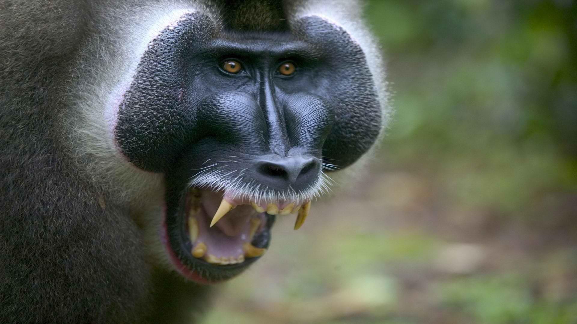 Evil Monkey Wallpapers - Top Free Evil Monkey Backgrounds - WallpaperAccess