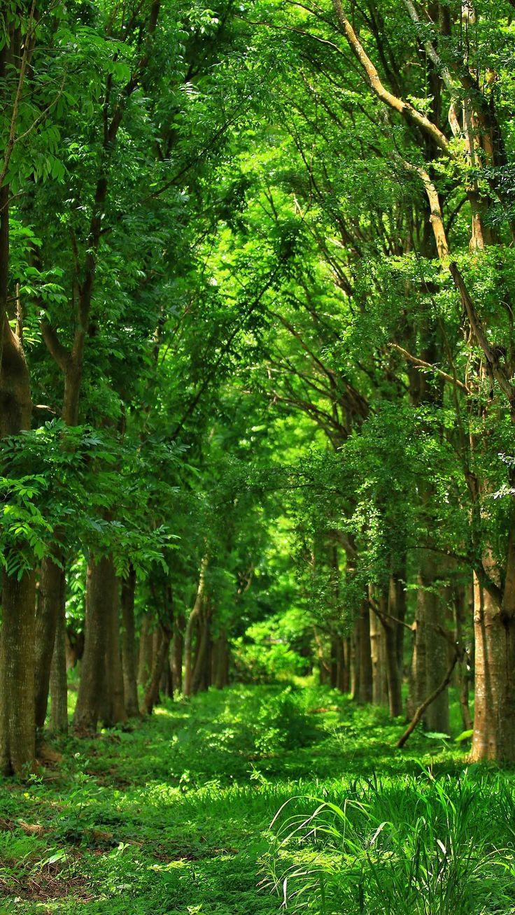 Beautiful Green Forest Wallpapers - Top Free Beautiful Green Forest ...