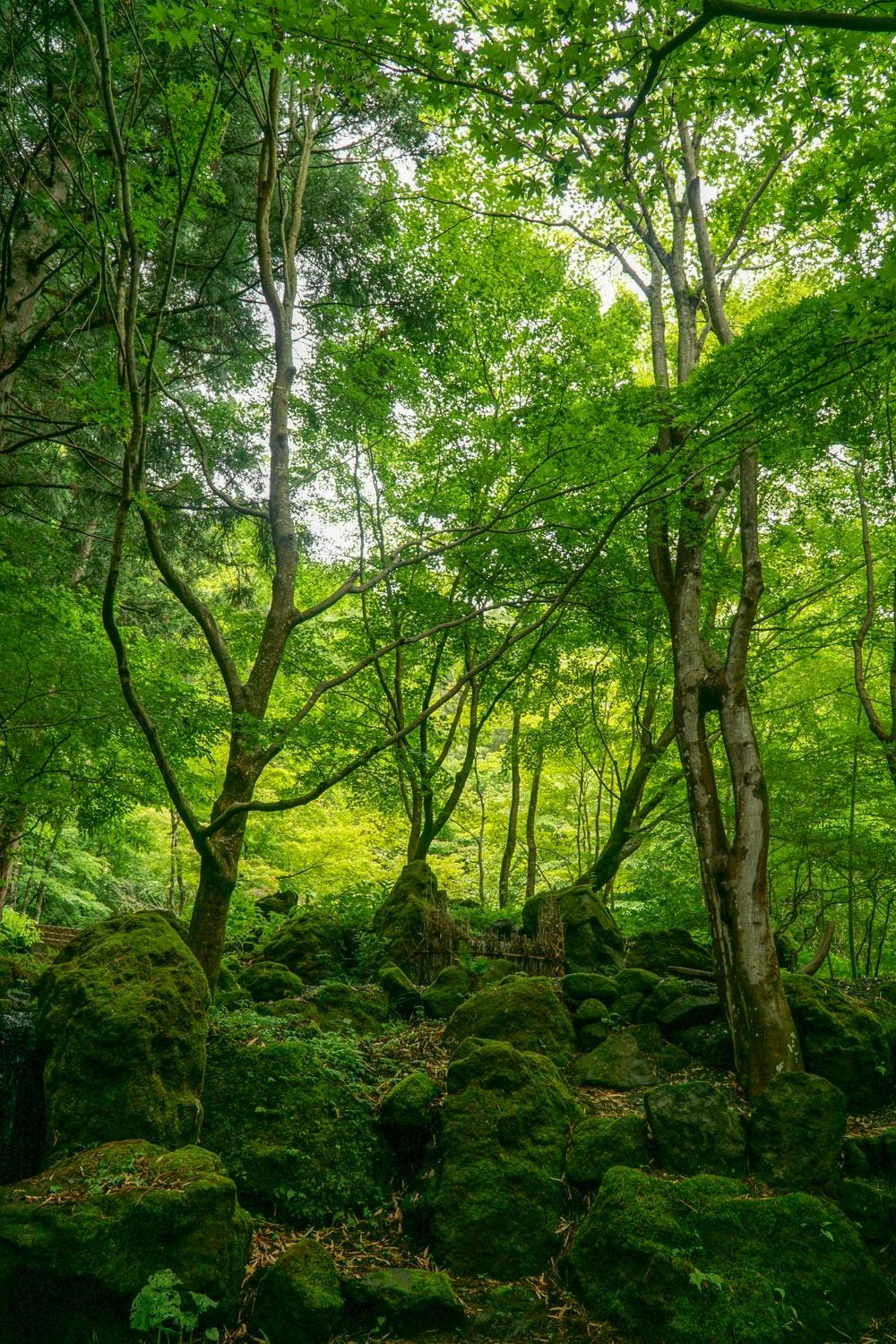 Beautiful Green Forest Wallpapers - Top Free Beautiful Green Forest ...