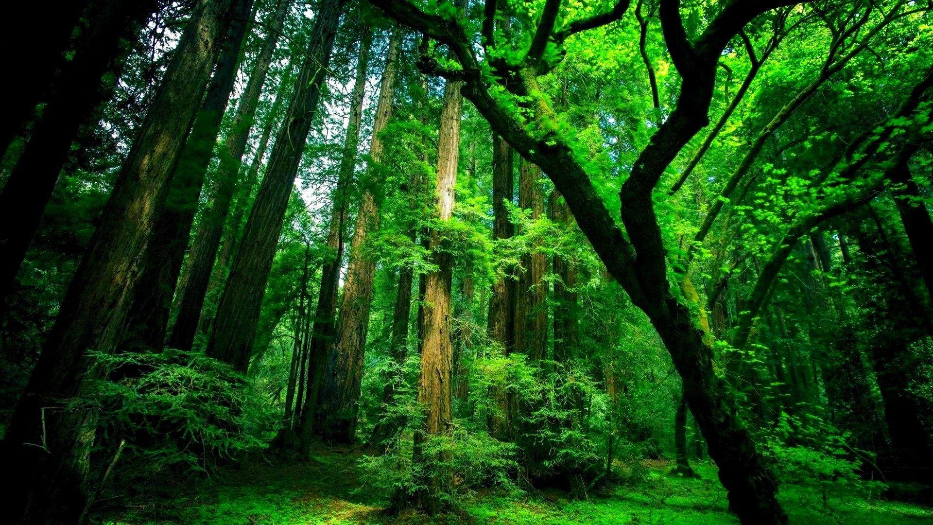 Beautiful Green Forest Wallpapers - Top Free Beautiful Green Forest ...