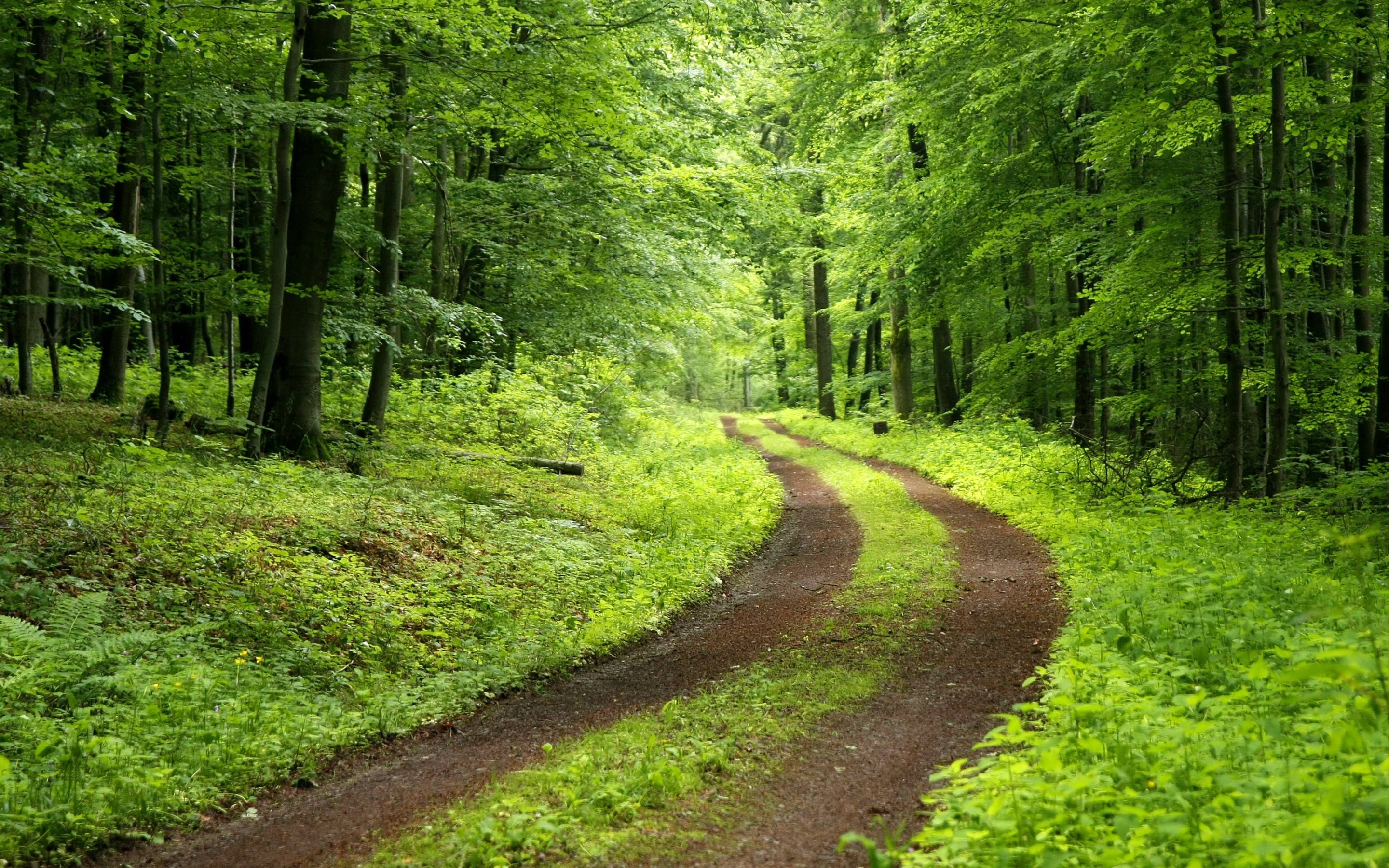 Beautiful Green Forest Wallpapers - Top Free Beautiful Green Forest ...