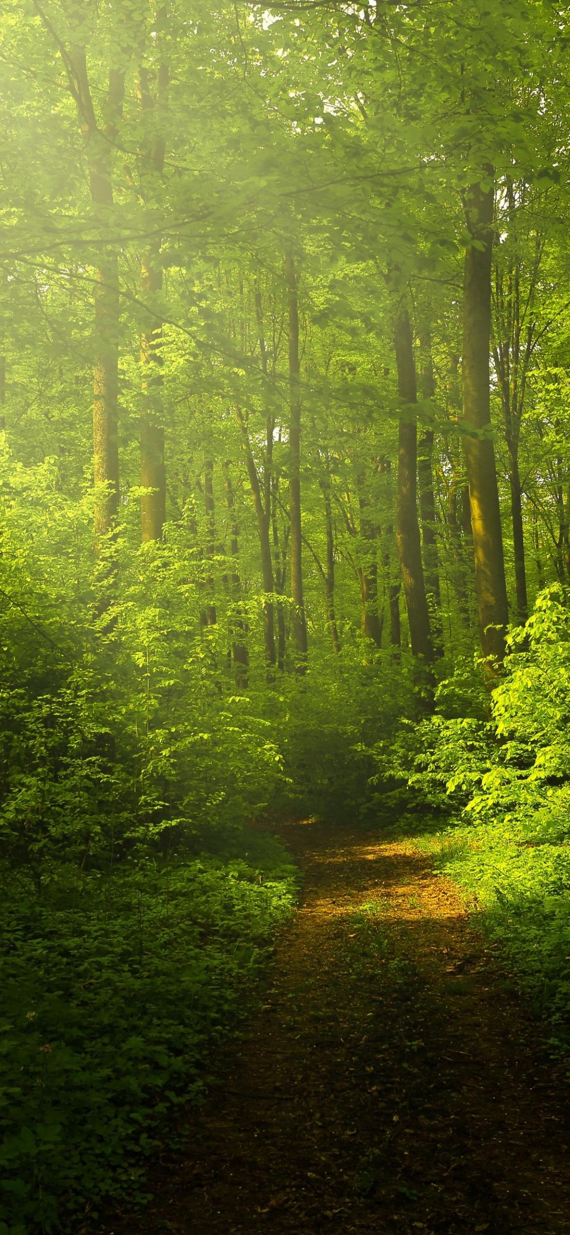 Beautiful Green Forest Wallpapers - Top Free Beautiful Green Forest ...