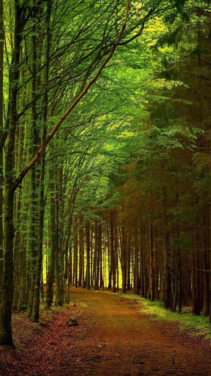 Beautiful Green Forest Wallpapers - Top Free Beautiful Green Forest ...