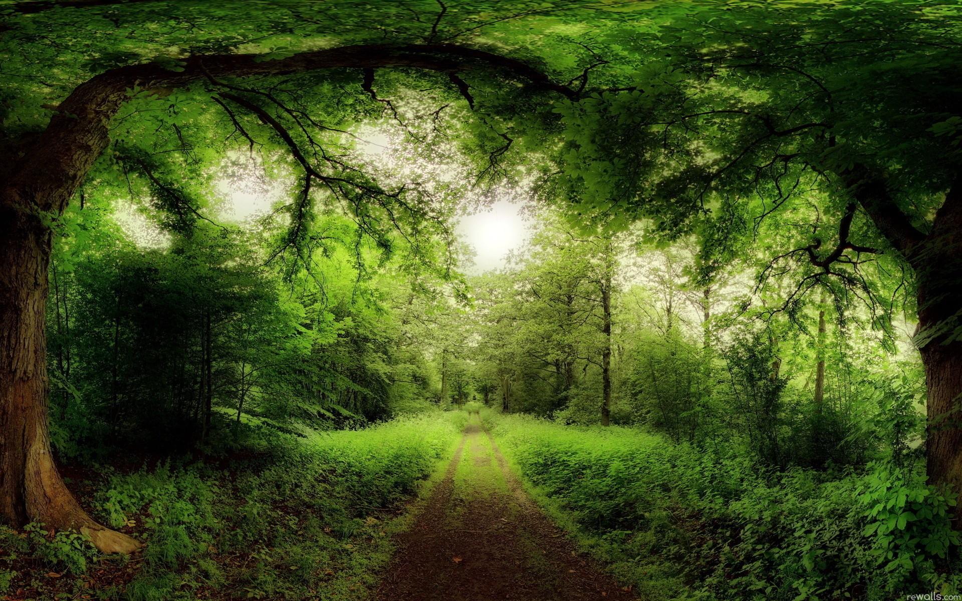 Beautiful Green Forest Wallpapers - Top Free Beautiful Green Forest ...
