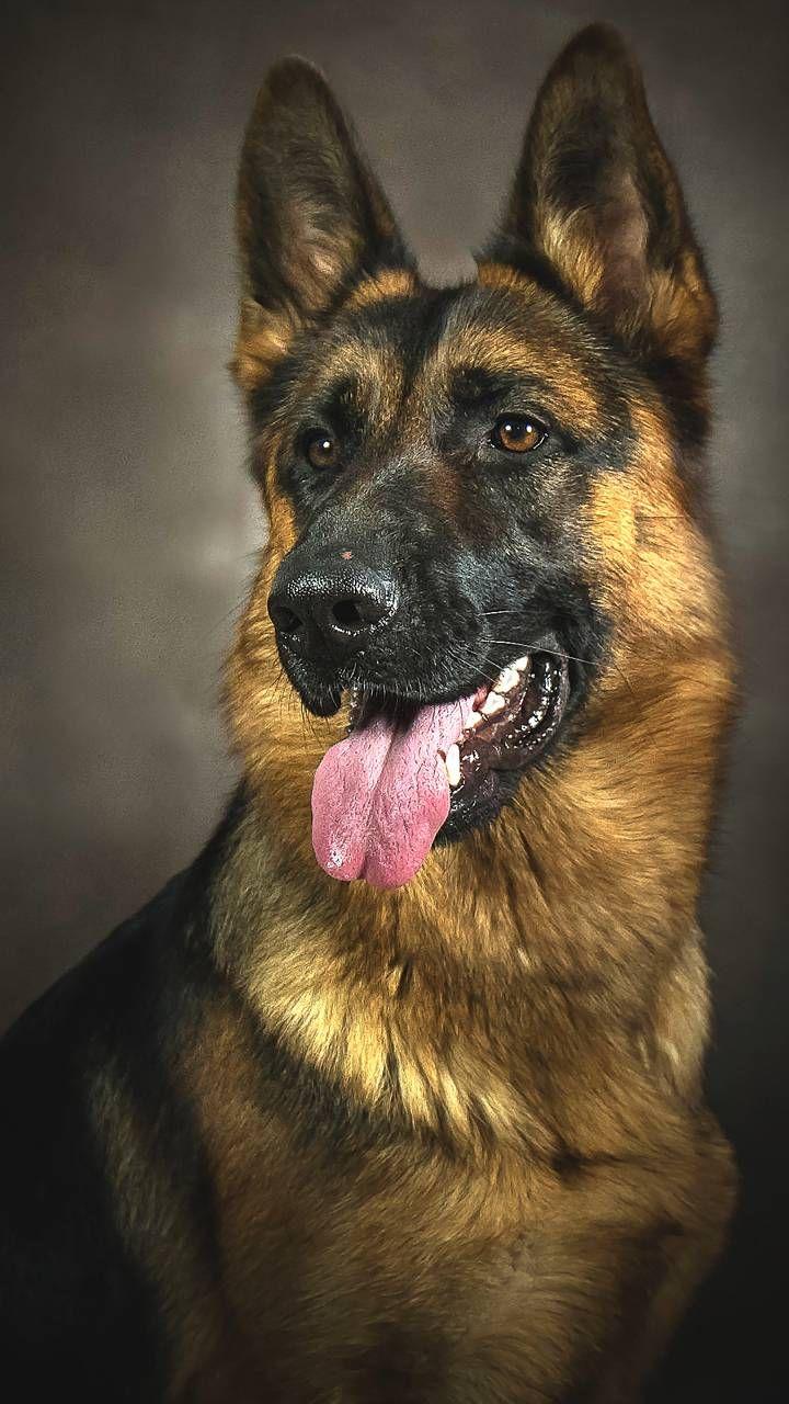 K9 Dog Wallpapers - Top Free K9 Dog Backgrounds - WallpaperAccess