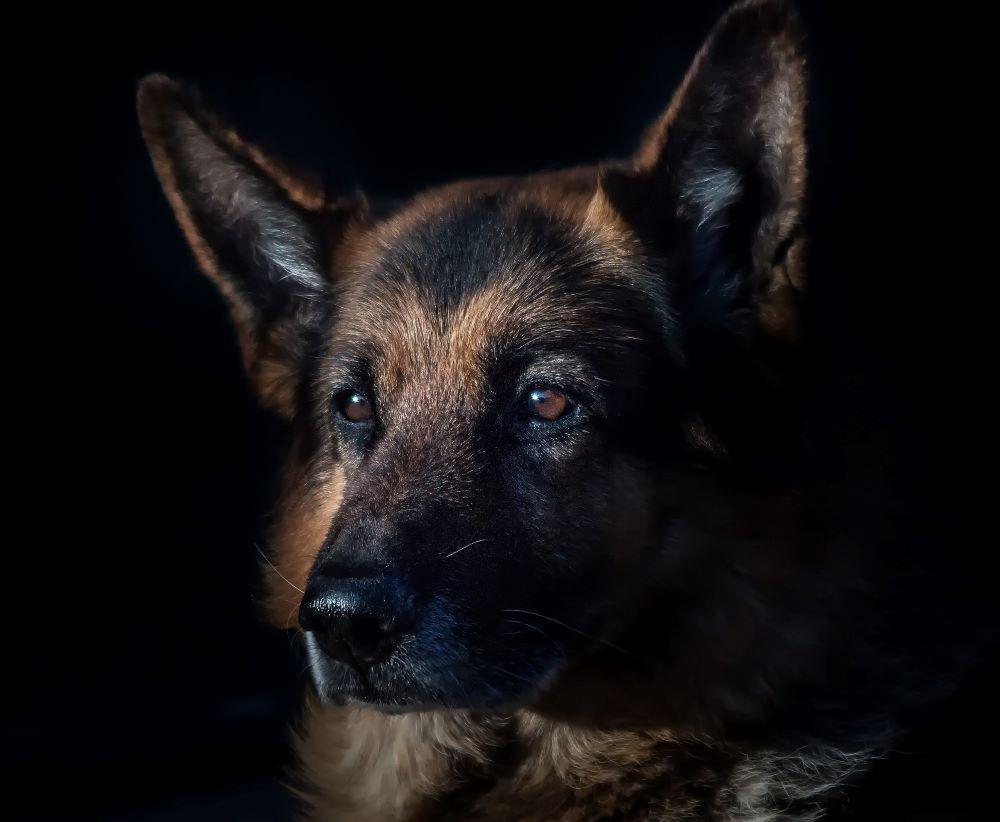 K9 Dog Wallpapers - Top Free K9 Dog Backgrounds - WallpaperAccess