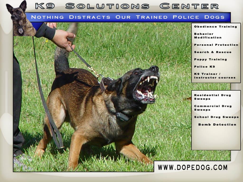 Police Dog Wallpapers - Top Free Police Dog Backgrounds - WallpaperAccess