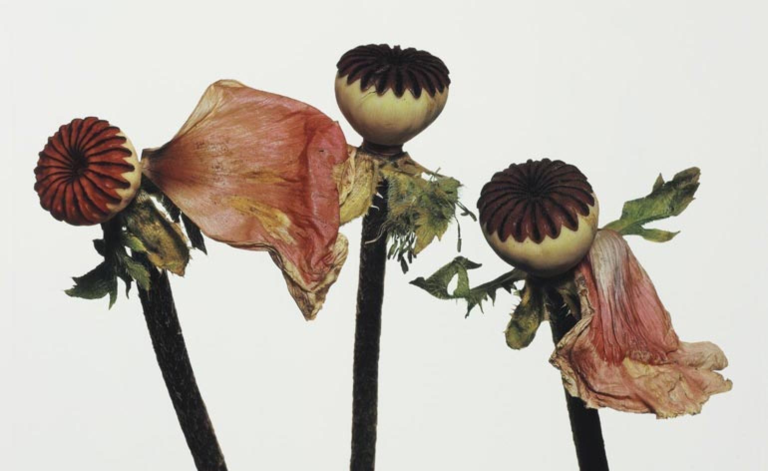 Gucci Floral Wallpapers - Top Free Gucci Floral Backgrounds ...