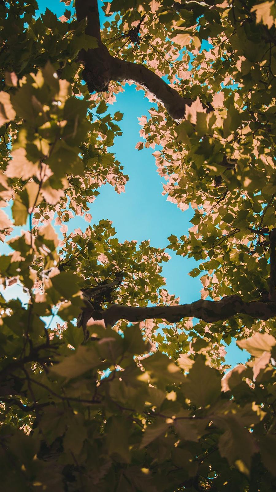 4k Nature Phone Wallpapers - Top Free 4k Nature Phone Backgrounds ...