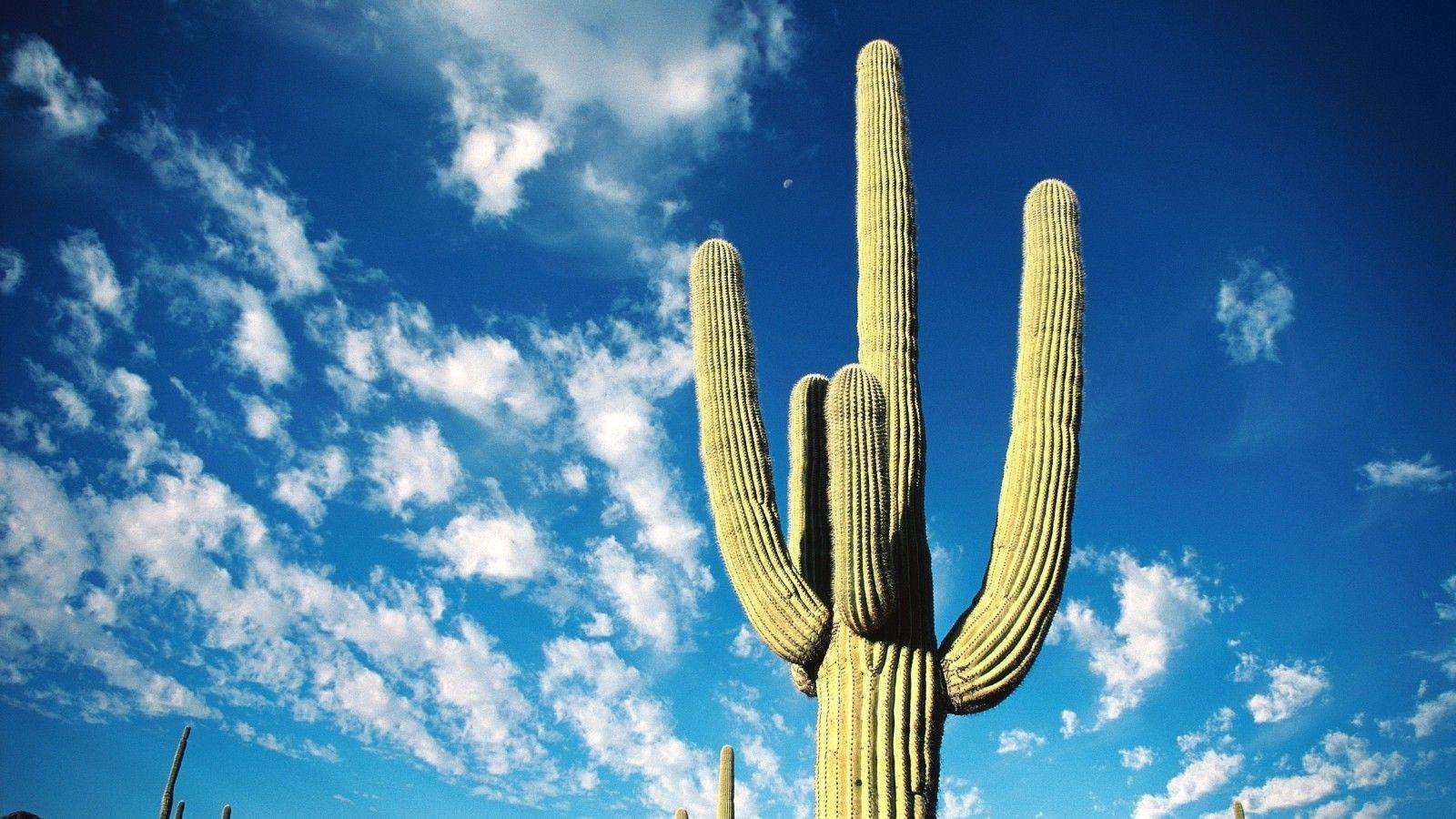Cactus Desktop Wallpapers - Top Free Cactus Desktop Backgrounds ...