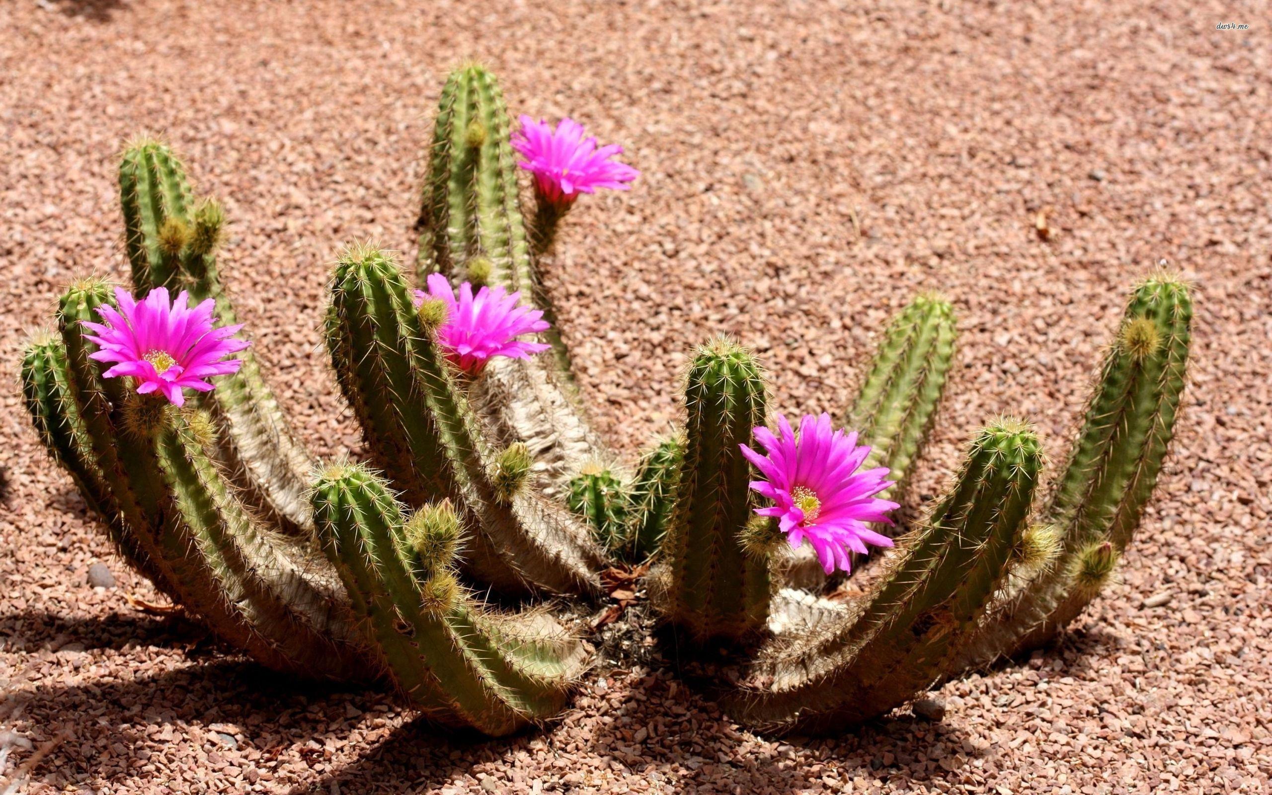 Cactus Desktop Wallpapers - Top Free Cactus Desktop Backgrounds ...
