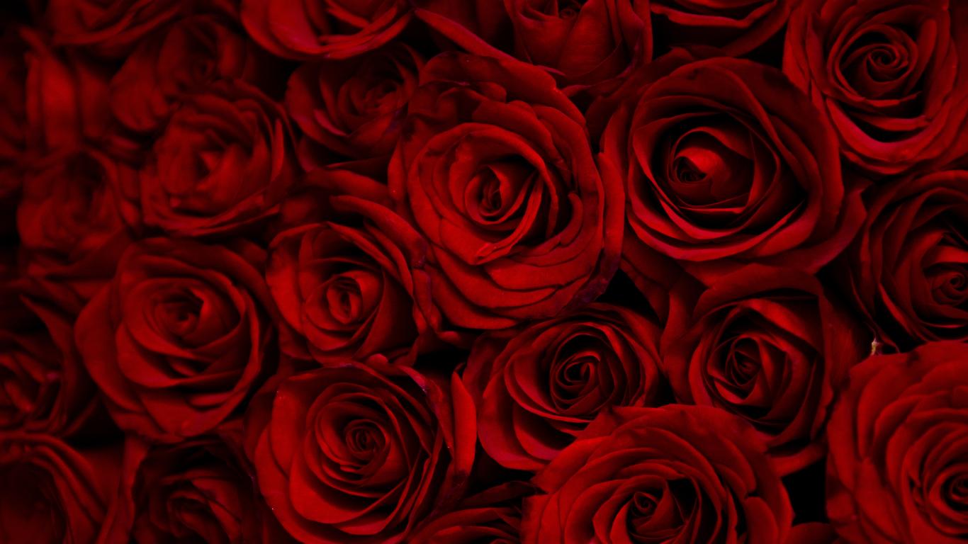Red Roses Laptop Wallpapers - Top Free Red Roses Laptop Backgrounds ...