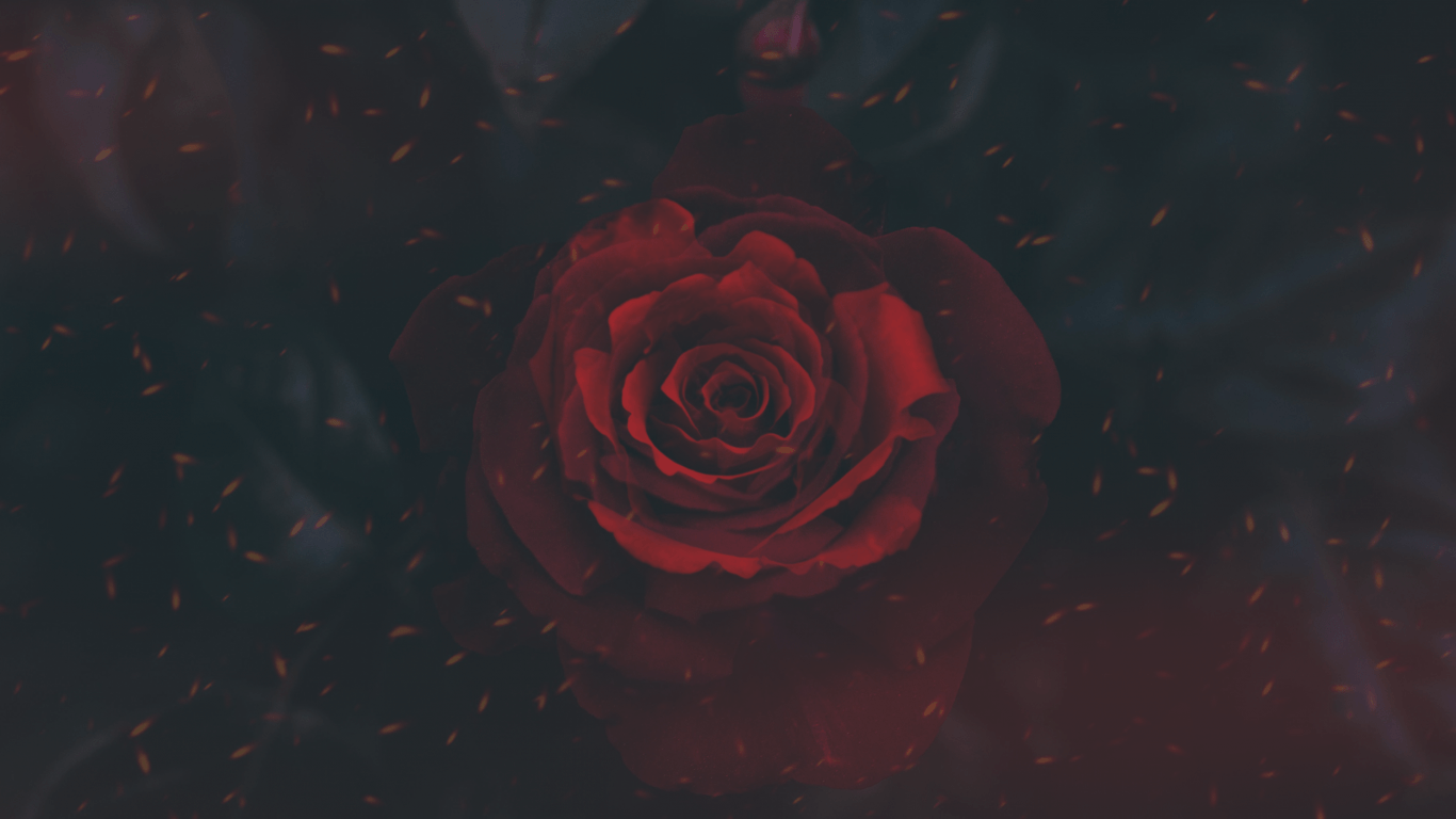 Red Roses Laptop Wallpapers - Top Free Red Roses Laptop Backgrounds ...