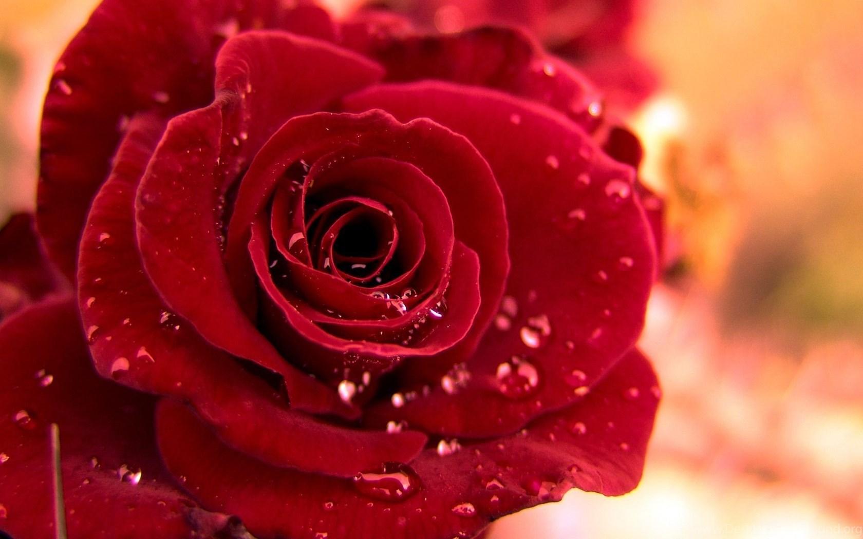 Red Roses Laptop Wallpapers - Top Free Red Roses Laptop Backgrounds ...