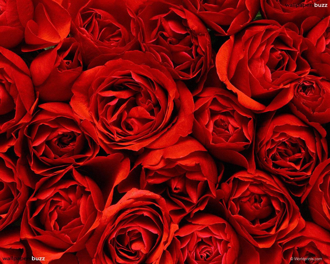 Red Roses Laptop Wallpapers - Top Free Red Roses Laptop Backgrounds ...