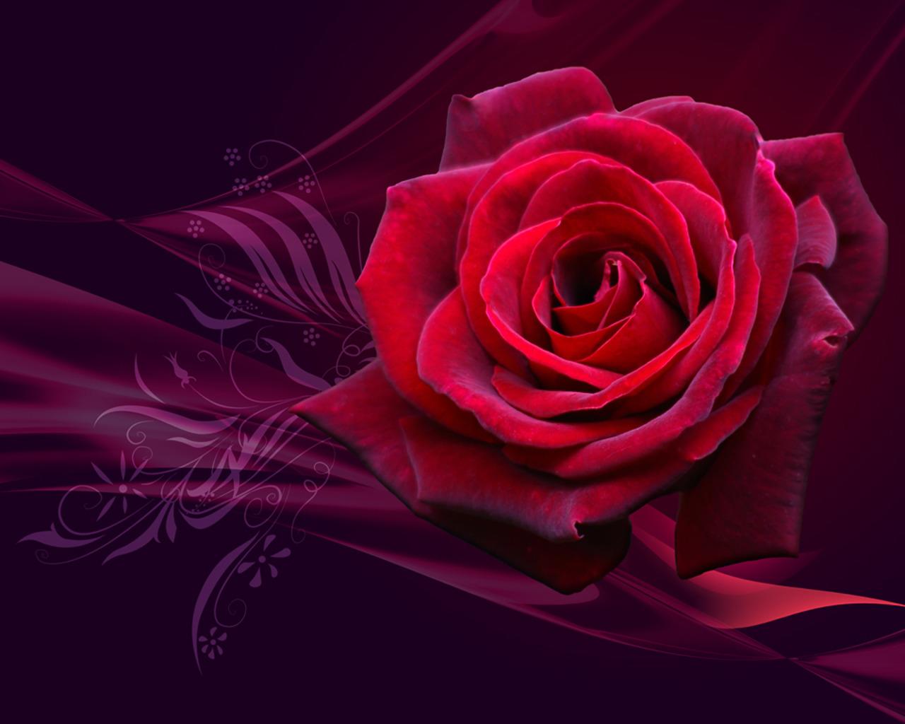 Red Roses Laptop Wallpapers - Top Free Red Roses Laptop Backgrounds ...