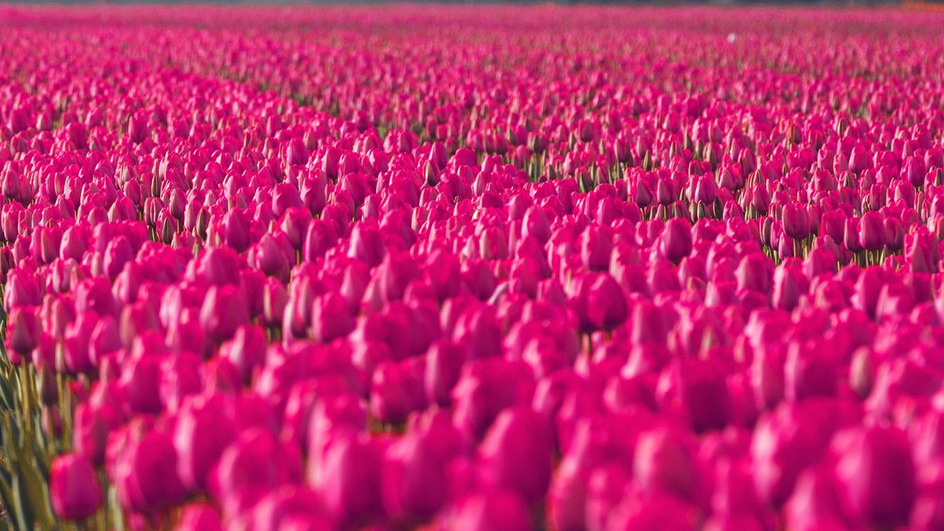 Red Roses Laptop Wallpapers - Top Free Red Roses Laptop Backgrounds ...