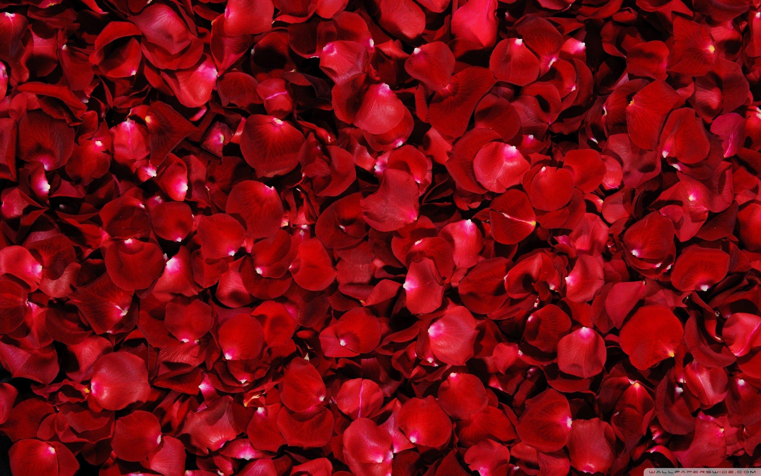 Red Roses Laptop Wallpapers - Top Free Red Roses Laptop Backgrounds ...