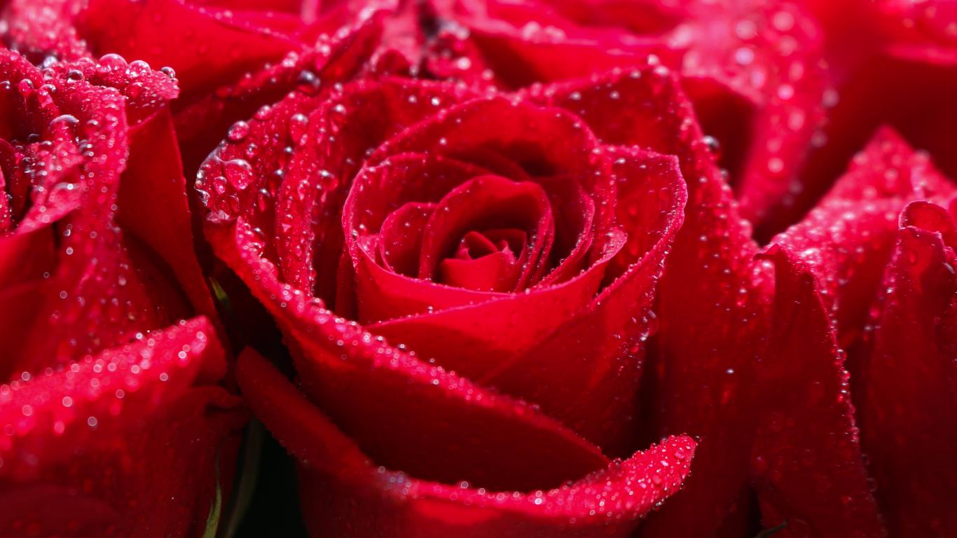 Red Roses Laptop Wallpapers - Top Free Red Roses Laptop Backgrounds ...